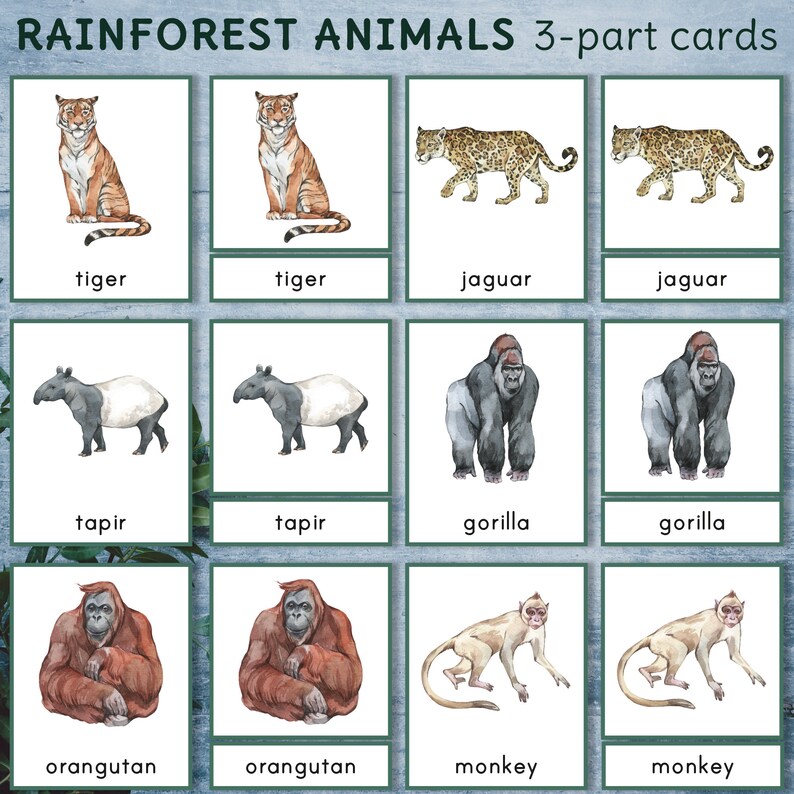 Rainforest Animals Montessori Printable 3 Part Cards. - Etsy