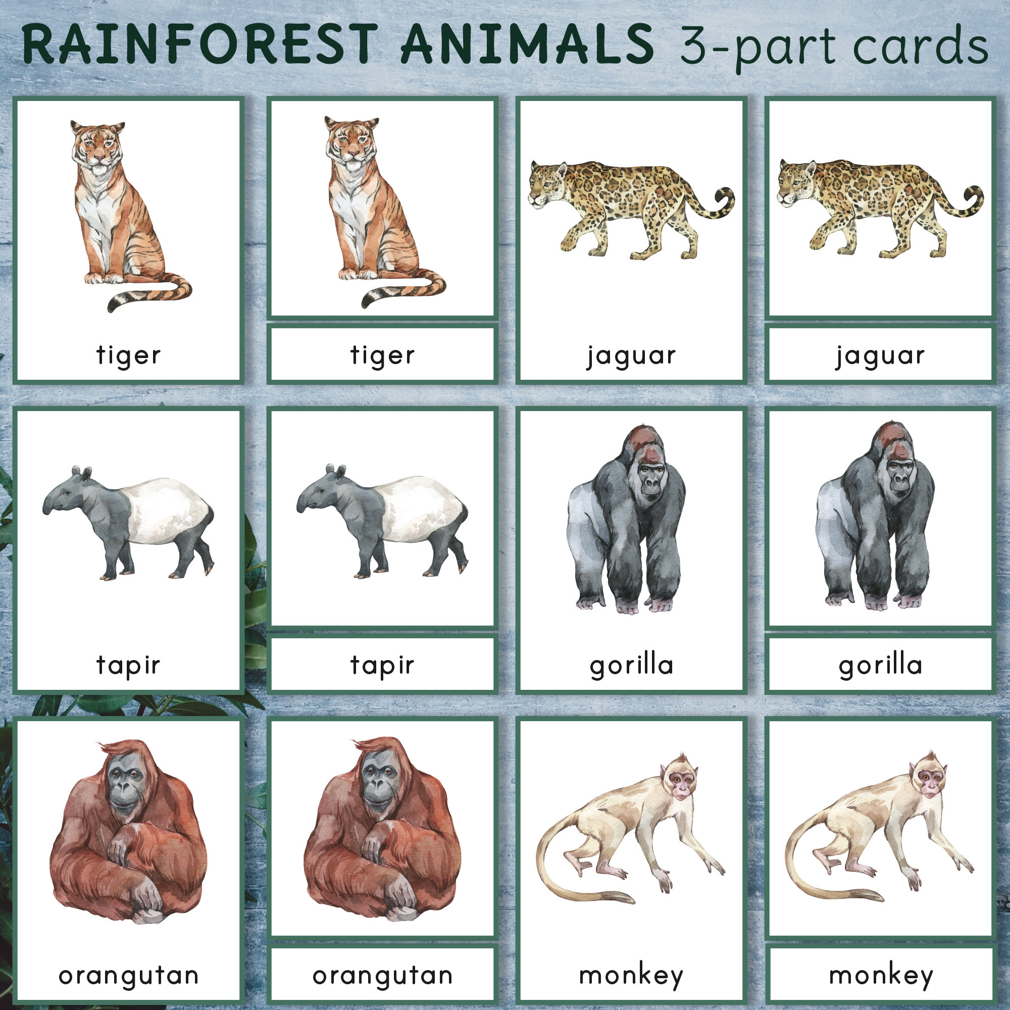 Rainforest Animals Pictures And Names