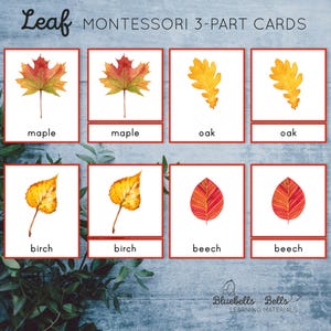 Montessori Fall Printable Leaf Identification Three Part Cards ...