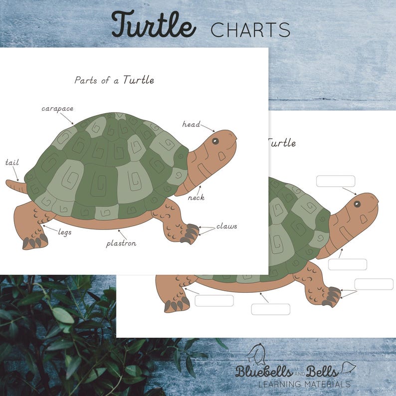 Parts of a Turtle Nomenclature 3-part Cards, Charts, Blackline Booklet ...