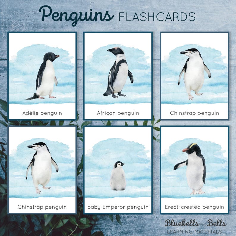 Penguins of the World Flash Cards. Types of Penguins Printable Cards ...