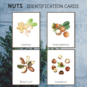Nuts Identification Flash Cards. Vocabulary Preschool and Kindergarten ...