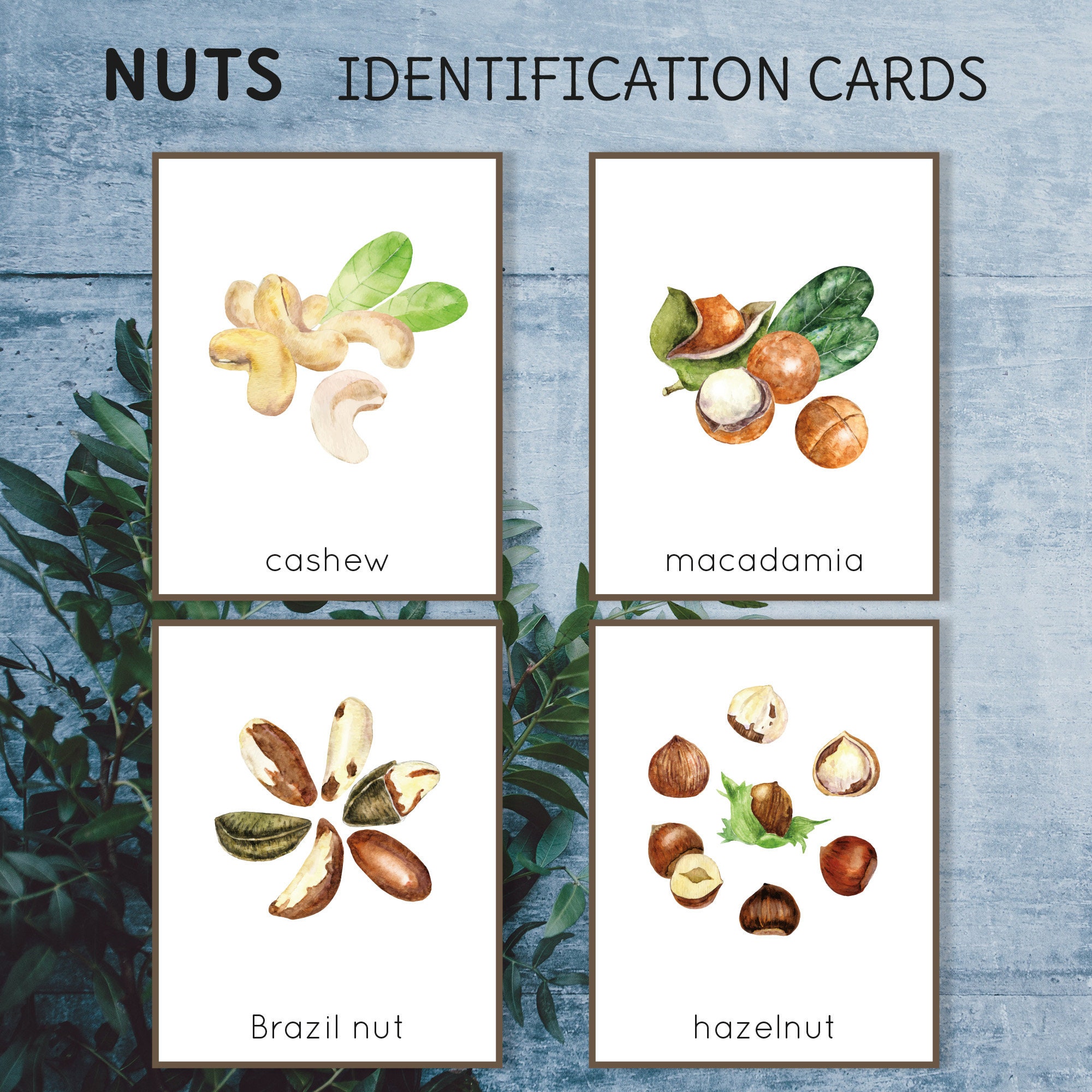 Nuts Identification Flash Cards. Vocabulary Preschool and Kindergarten ...