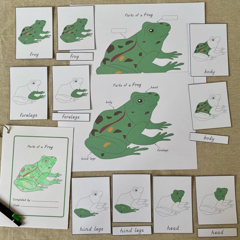 Parts of a Frog Nomenclature 3-part Cards, Charts, Blackline Master ...