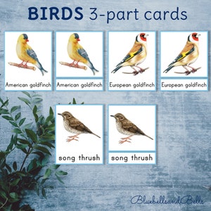Birds Montessori Printable 3 Part Cards. Spring Vocabulary Activity for ...