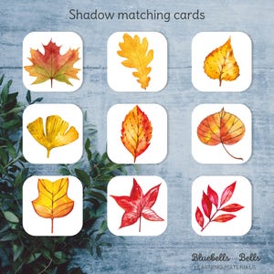 Fall Leaf Montessori Printable. Leaf Identification Preschool Printable ...