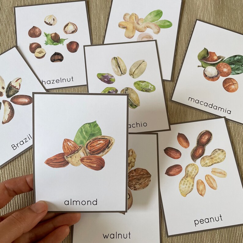 Nuts Identification Flash Cards. Vocabulary Preschool and Kindergarten ...