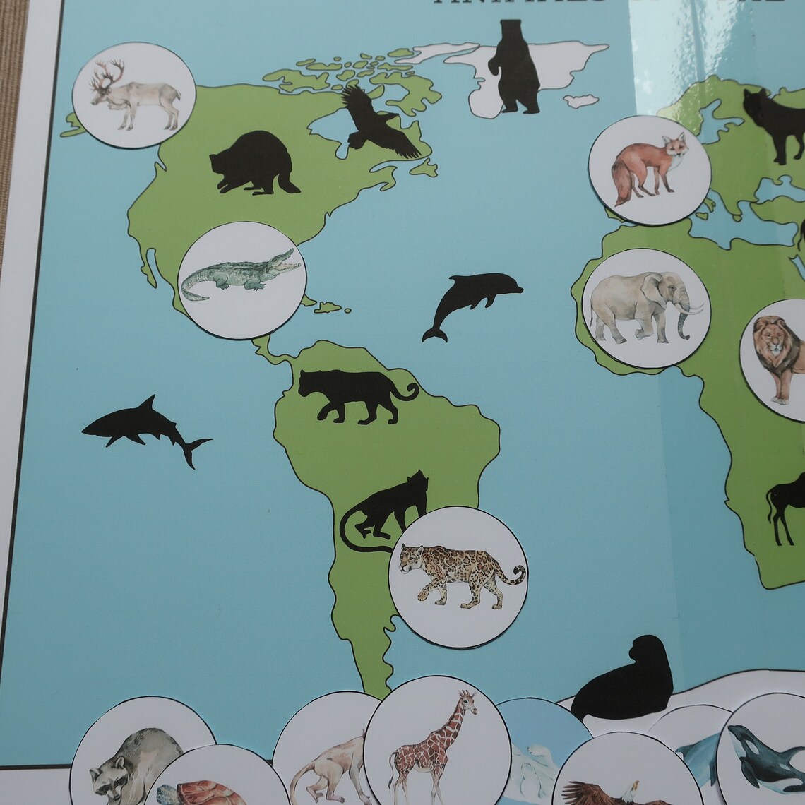 Animals of the Continents Shadow Matching Activity. Montessori - Etsy