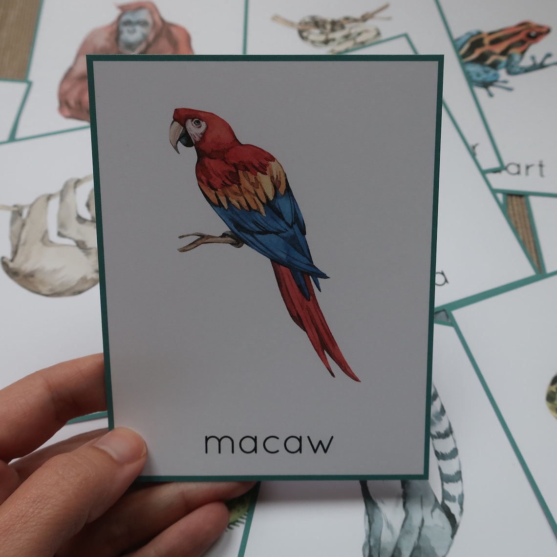 Rainforest Animal Flash Cards. Toddler Watercolor Cards. - Etsy