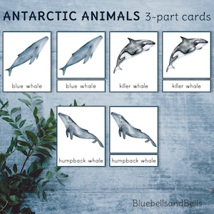 Antarctic Animals 3 Part Cards. Montessori Printable Vocabulary ...