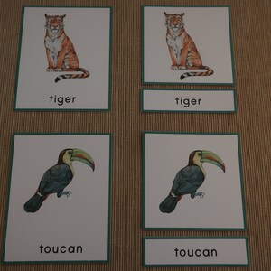 Rainforest Animals Montessori Printable 3 Part Cards. Vocabulary ...
