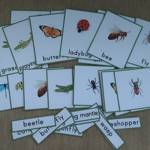 Insect Montessori Printable 3-part Cards. Preschool and Kindergarten ...