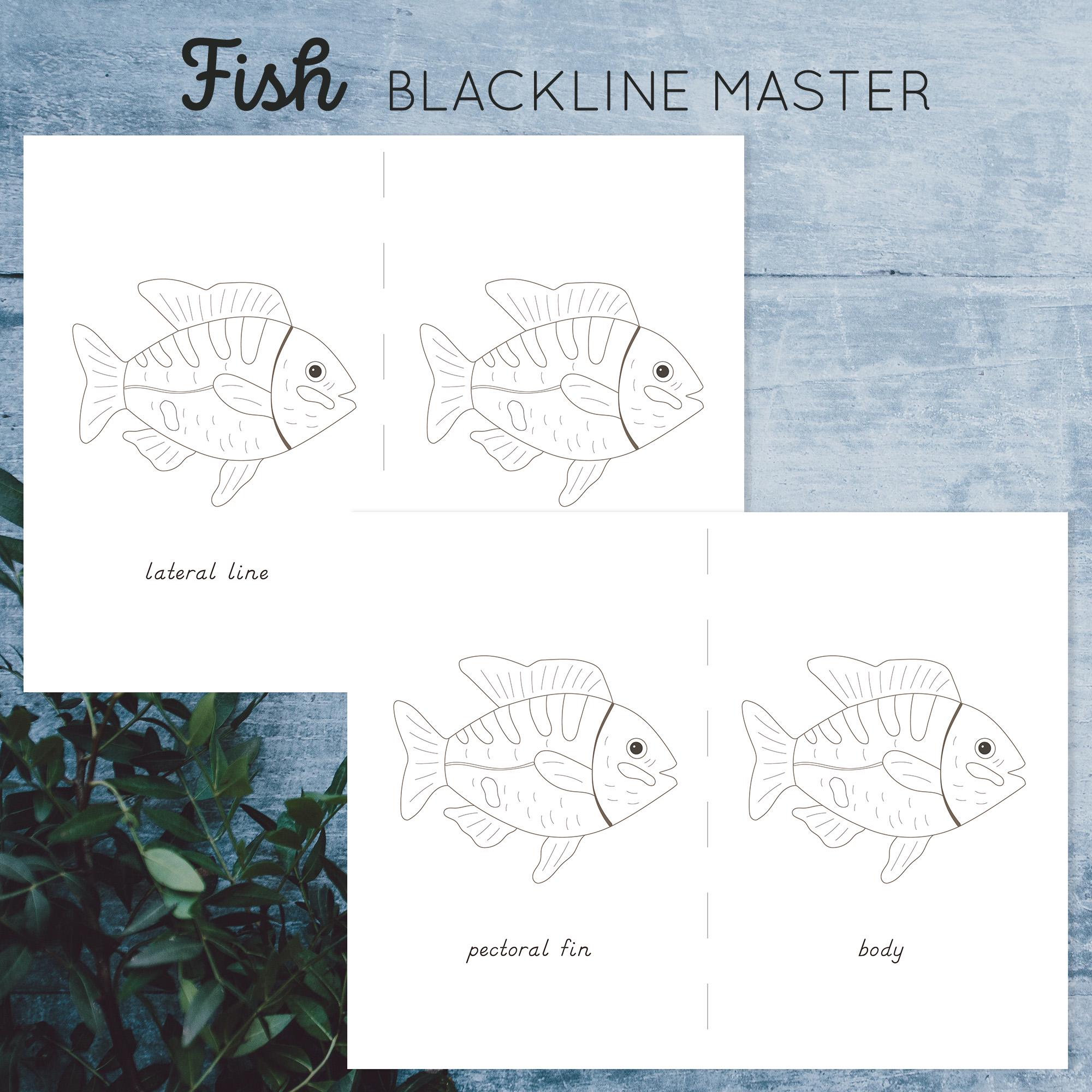 Parts of a Fish Nomenclature Cards, Montessori 3-part Cards, Charts ...
