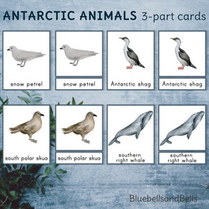 Antarctic Animals 3 Part Cards. Montessori Printable Vocabulary ...