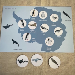 Antarctica Animals Map Matching Activity. Montessori Winter Preschool ...