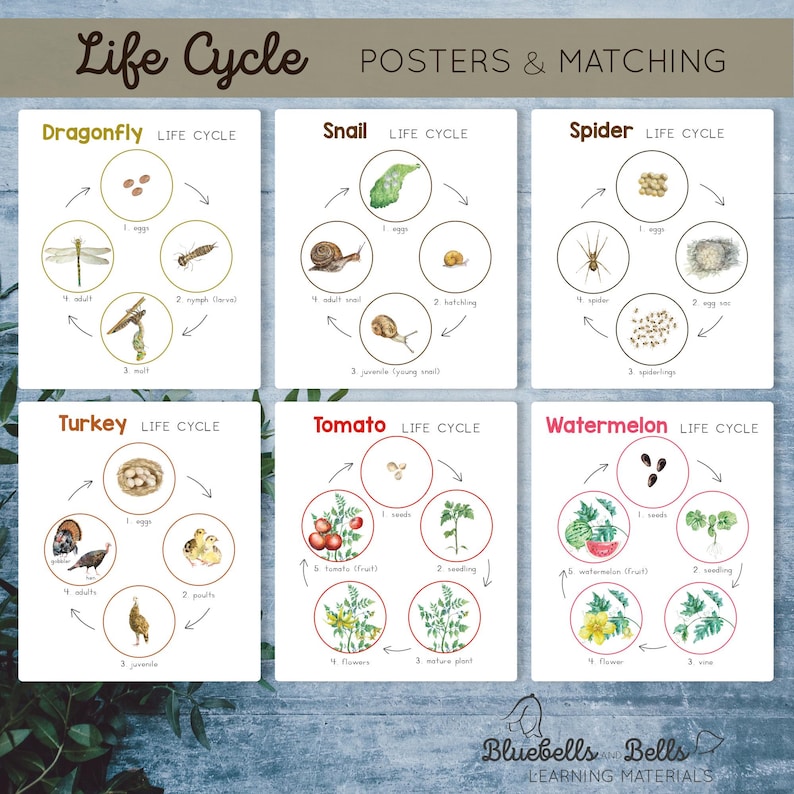 Life Cycle Printable Posters and Matching Worksheets. Montessori ...