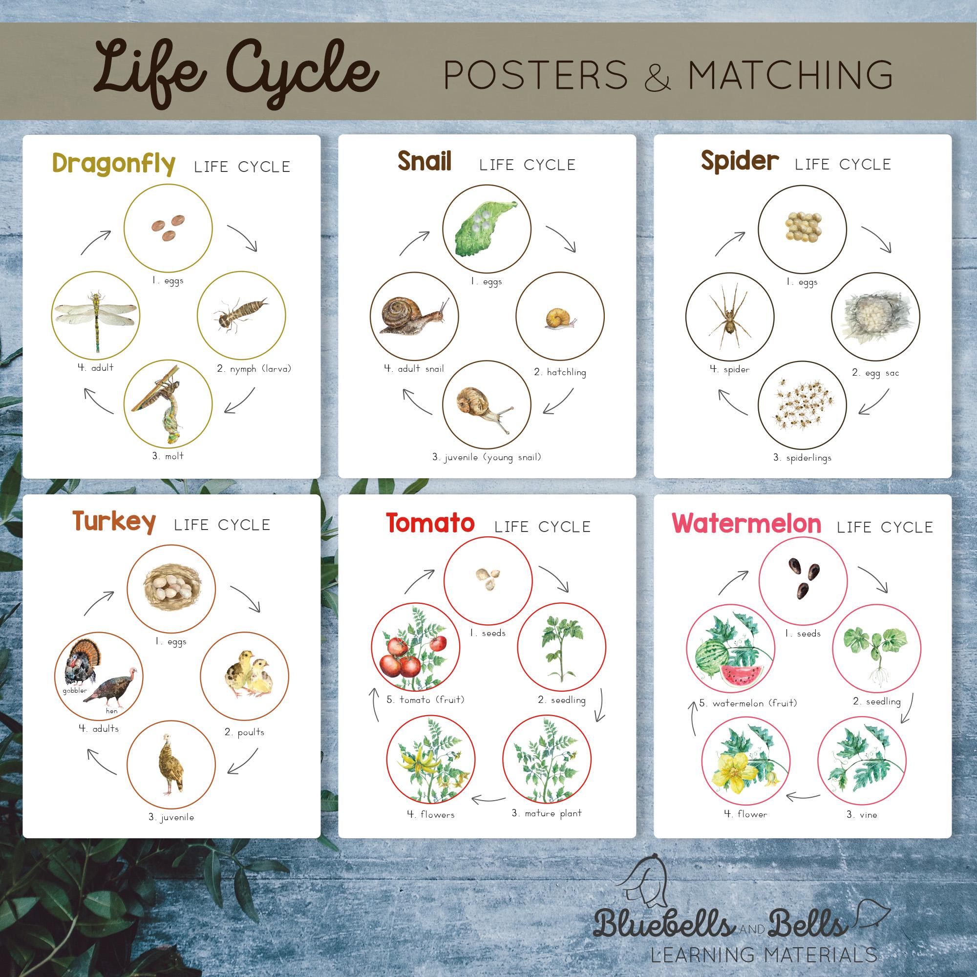 Life Cycle Printable Posters and Matching Worksheets. Montessori ...