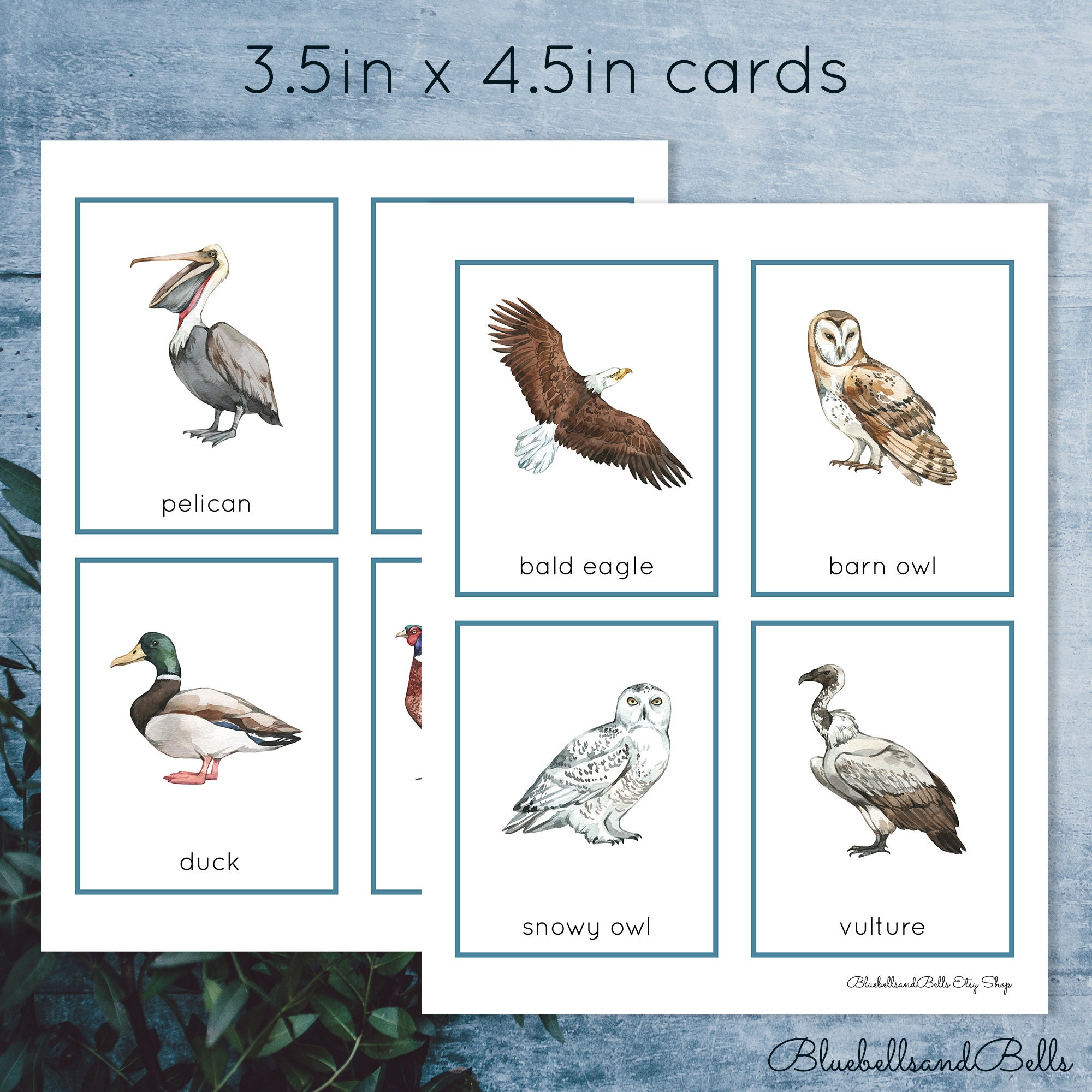 Birds Flash Cards. Watercolor Printable Birds of the World - Etsy