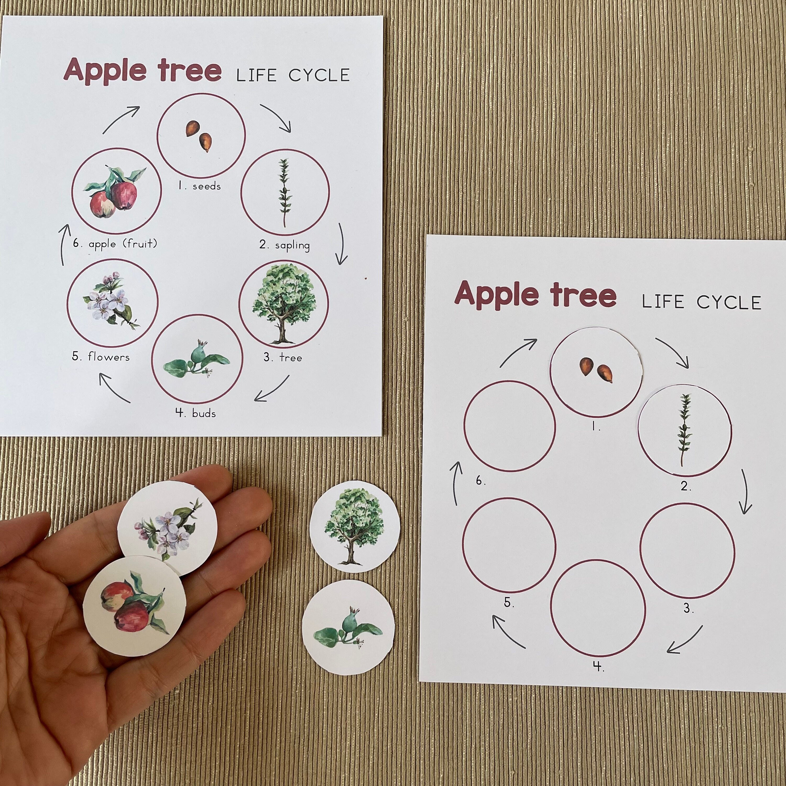 Life Cycle Printable Posters and Matching Worksheets. Montessori ...
