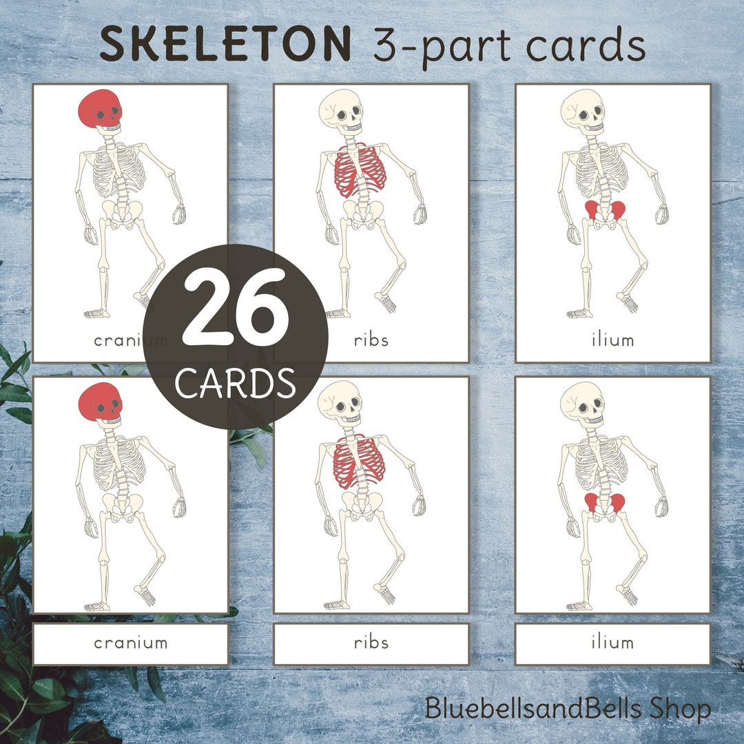 Skeleton Nomenclature Cards. Montessori 3-part Cards. - Etsy