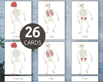 Human Skeleton Montessori Cards 3-part Cards Nomenclature Cards ...