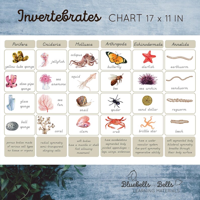 Classification of Animals Chart Invertebrates. Montessori Sorting ...