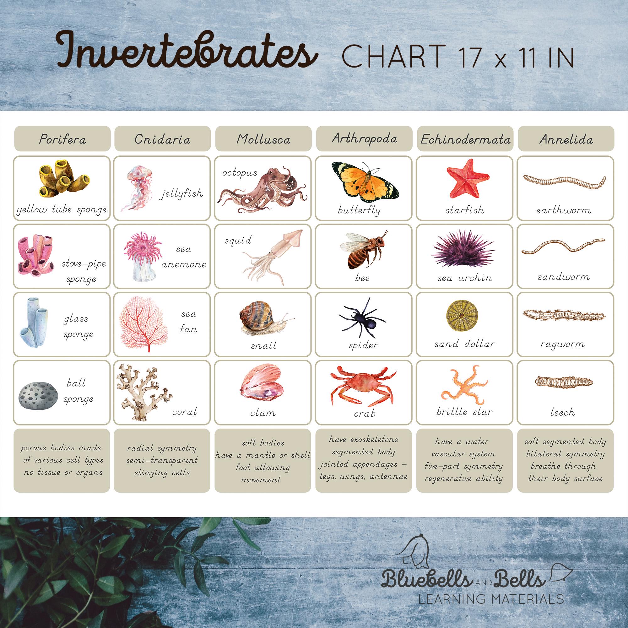 Classification of Animals Chart Invertebrates. Montessori Sorting ...