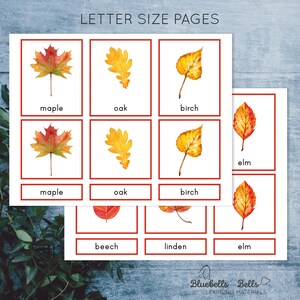 Montessori Fall Printable Leaf Identification Three Part Cards ...