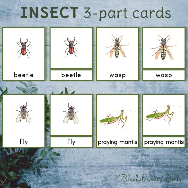 Insect Montessori Printable 3-part Cards. Preschool and | Etsy