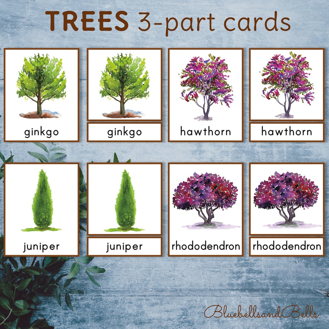 Trees Montessori 3 Part Cards. Tree Identification Cards. - Etsy