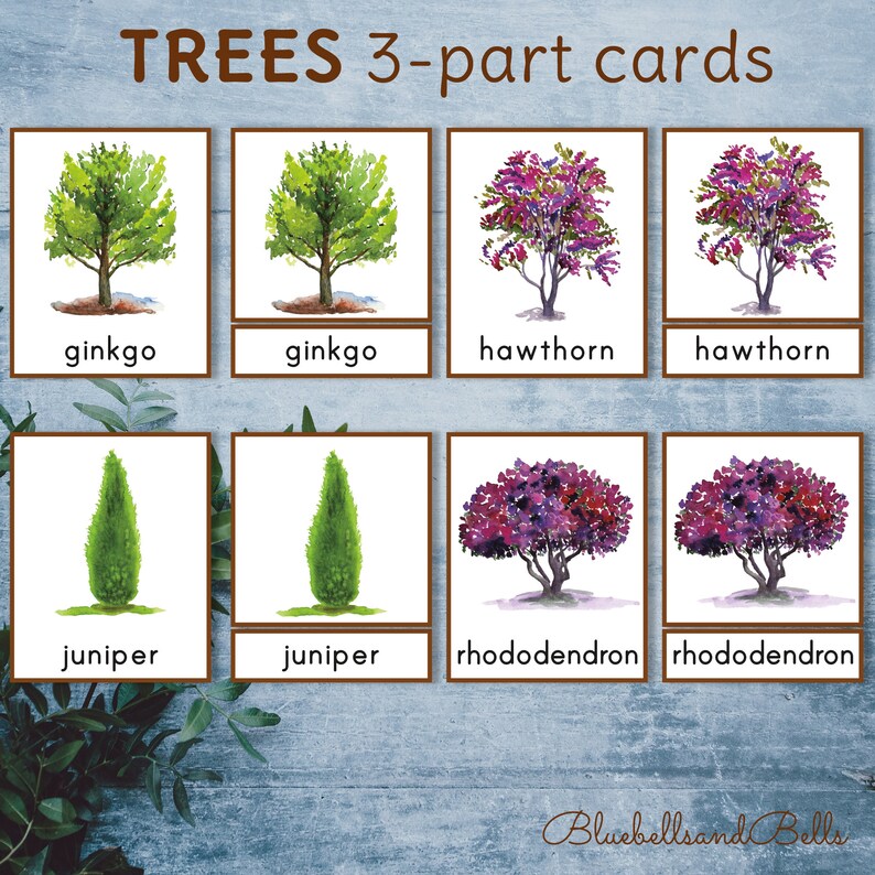 Trees Montessori 3 Part Cards. Tree Identification Cards. - Etsy