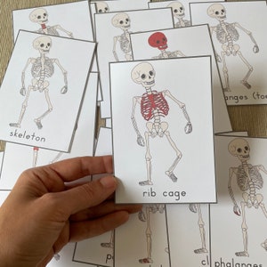 Human Skeleton Parts Cards, Poster, Labeling Worksheet and Coloring ...