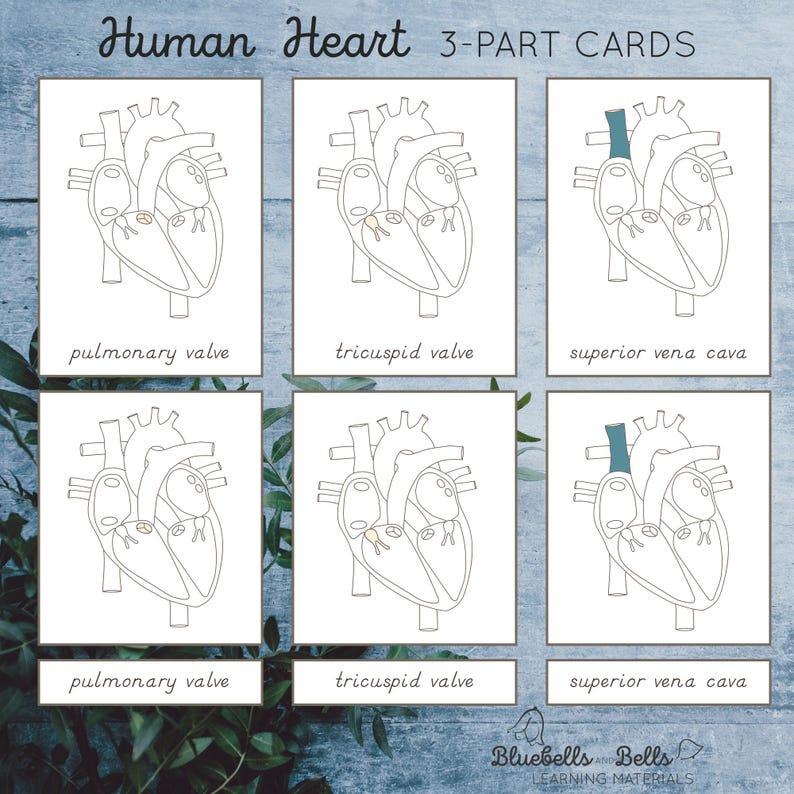 Parts of a Human Heart Nomenclature 3-part Cards, Control Charts ...