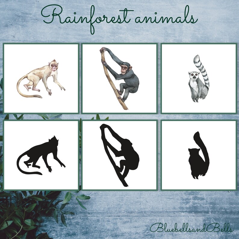 Rainforest Animals Shadow Matching Cards. Montessori Animal - Etsy