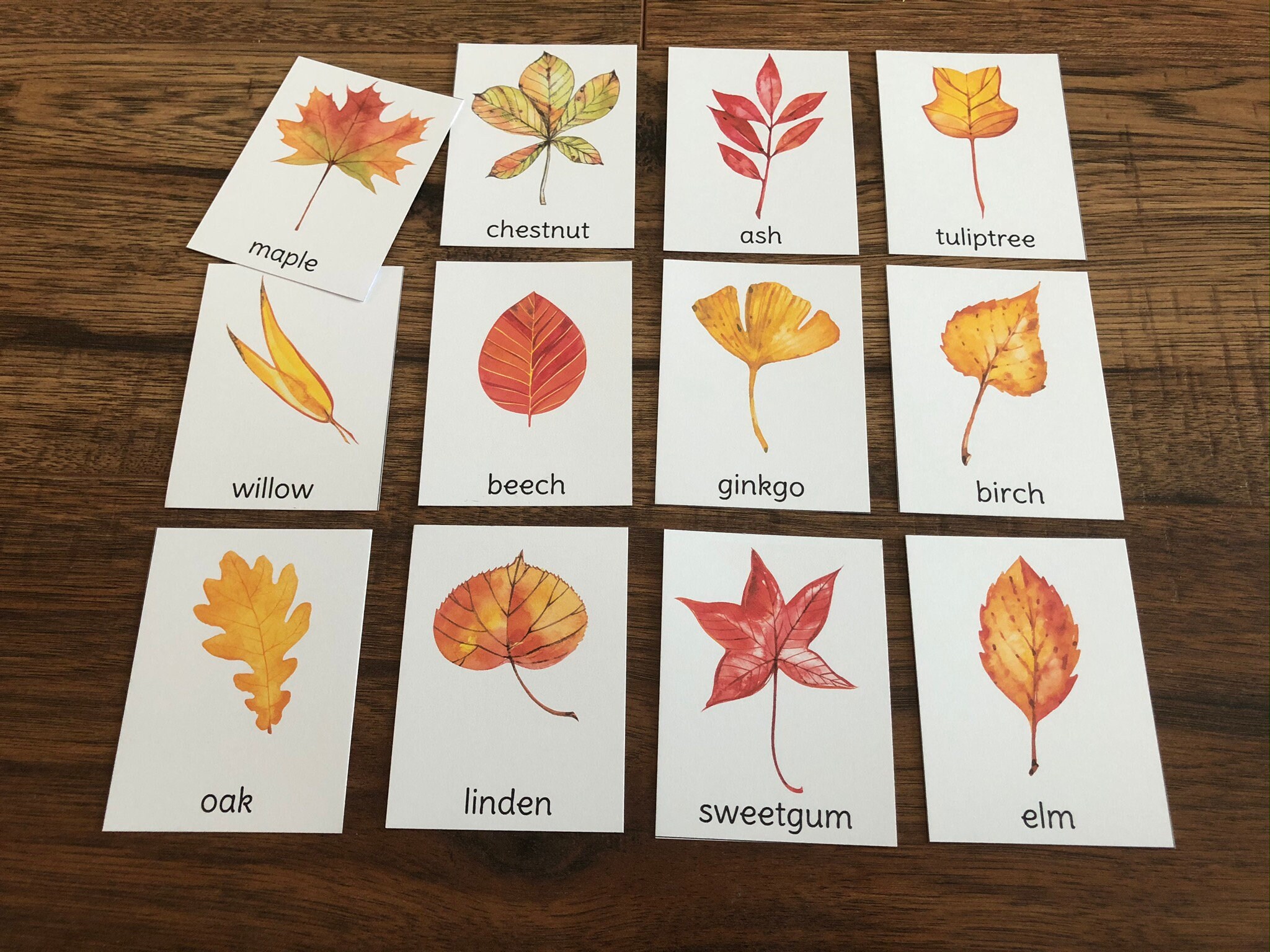 Autumn leaf identification mini flashcards. Watercolor fall | Etsy