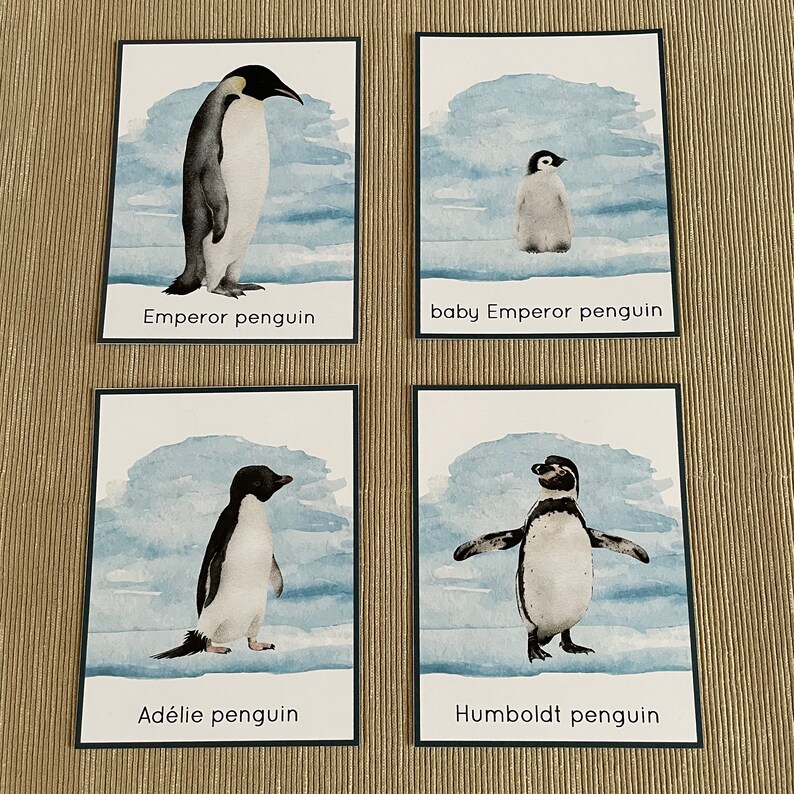 Penguins of the World Flash Cards. Types of Penguins Printable Cards ...