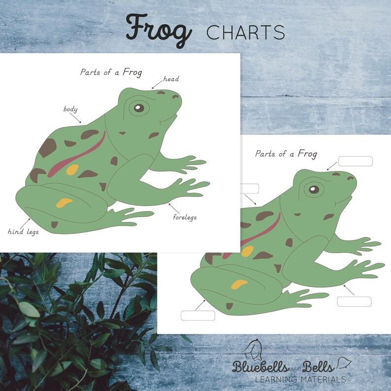 Parts of a Frog Nomenclature 3-part Cards, Charts, Blackline Master ...