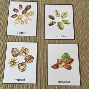 Nuts Identification Flash Cards. Vocabulary Preschool and Kindergarten ...
