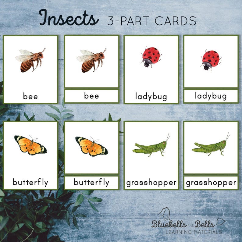 Insect Montessori Printable 3-part Cards. Preschool and Kindergarten ...