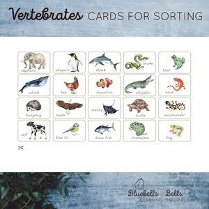 Classification of Animals Vertebrates. Chart and Worksheet for Sorting ...