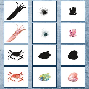 Ocean Animal Shadow Matching Cards. Montessori Summer Preschool ...