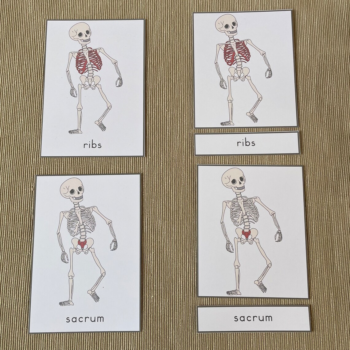 Skeleton Nomenclature Cards. Montessori 3-part Cards. - Etsy