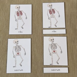 Skeleton Nomenclature Cards. Montessori 3-part Cards. - Etsy