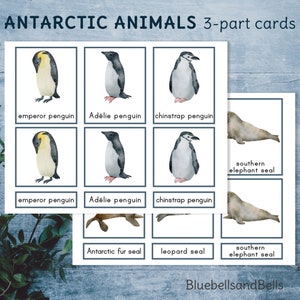 Antarctic Animals 3 Part Cards. Montessori Printable Vocabulary ...