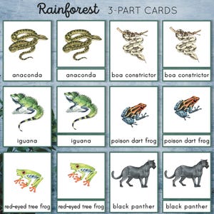 Rainforest Animals Montessori Printable 3 Part Cards. Vocabulary ...