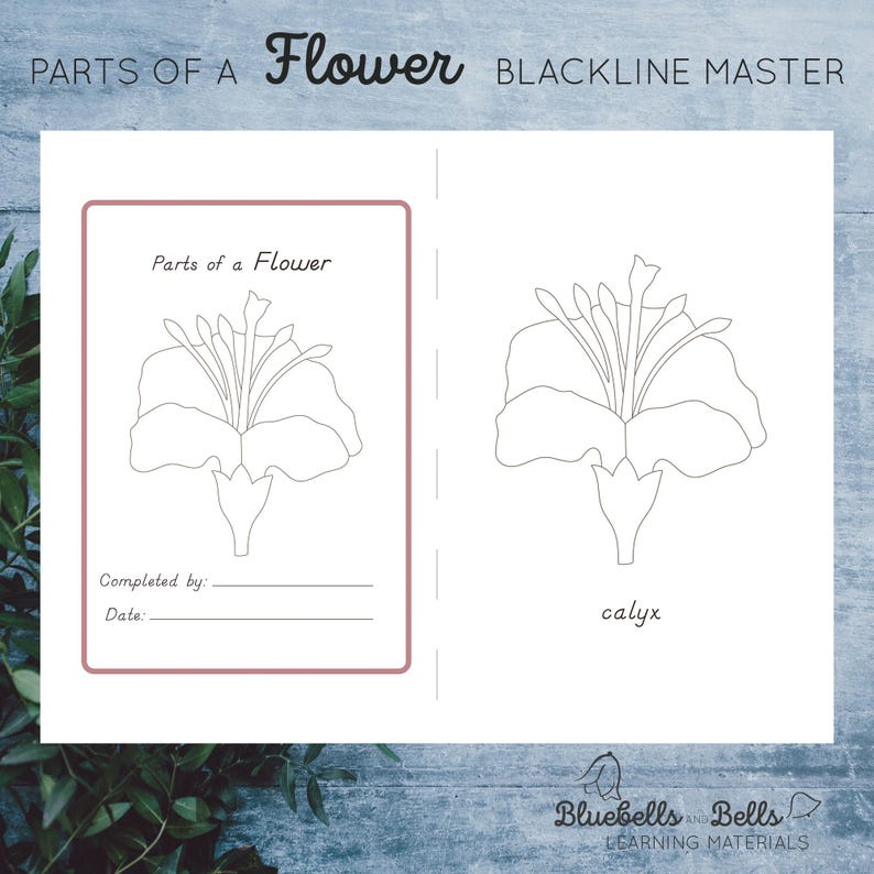 Parts of a Flower Nomenclature Cards, Montessori 3-part Cards, Control ...