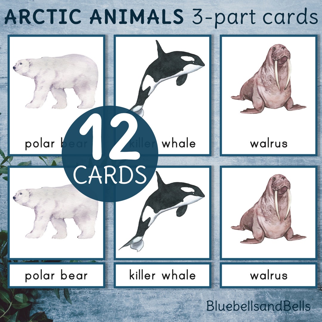 Arctic Animals 3 Part Cards. Montessori Winter Printable Vocabulary ...