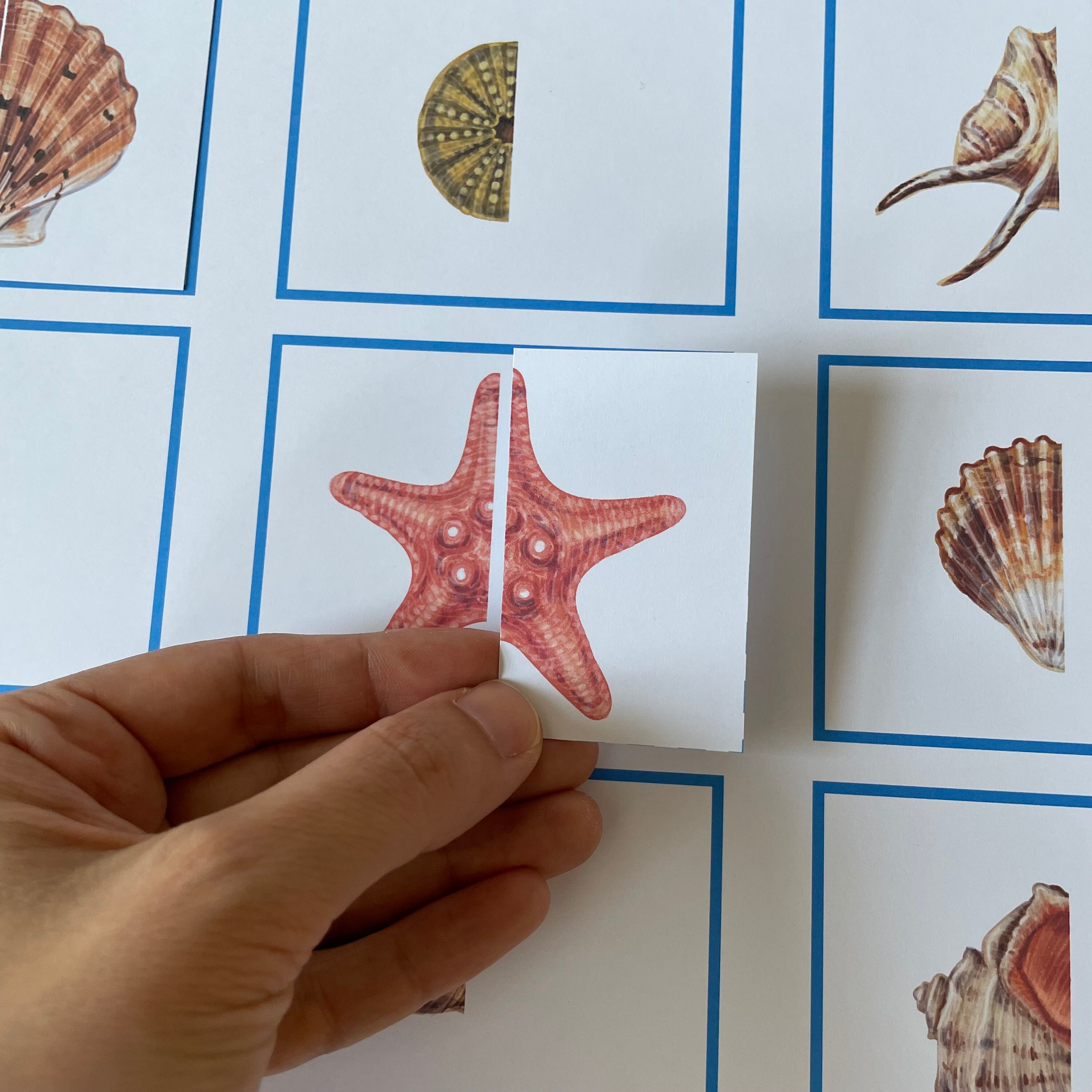 Toddler Summer Puzzle Seashells Halves Matching. Montessori Busy Book ...