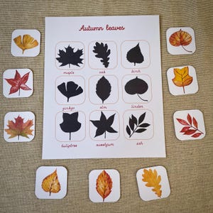 Fall Leaf Montessori Printable. Leaf Identification Preschool Printable ...