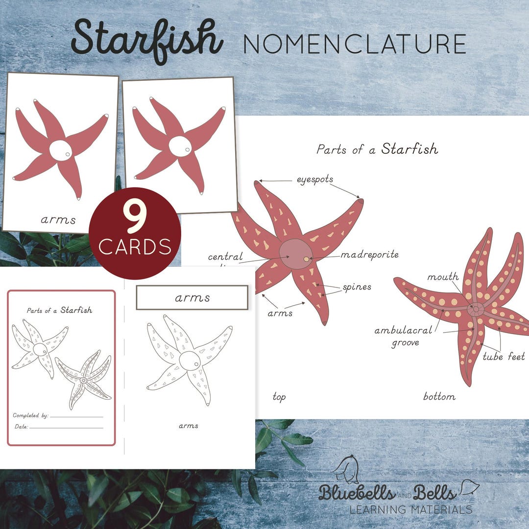 Parts of a Starfish Nomenclature Cards, Control Charts, Coloring ...